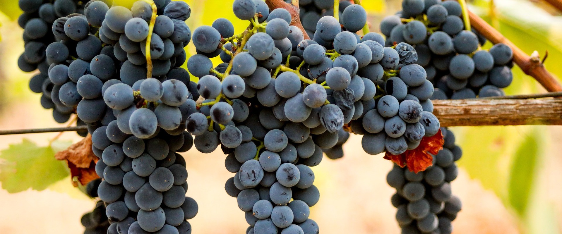 Exploring the Wine Varieties of Northwestern Louisiana